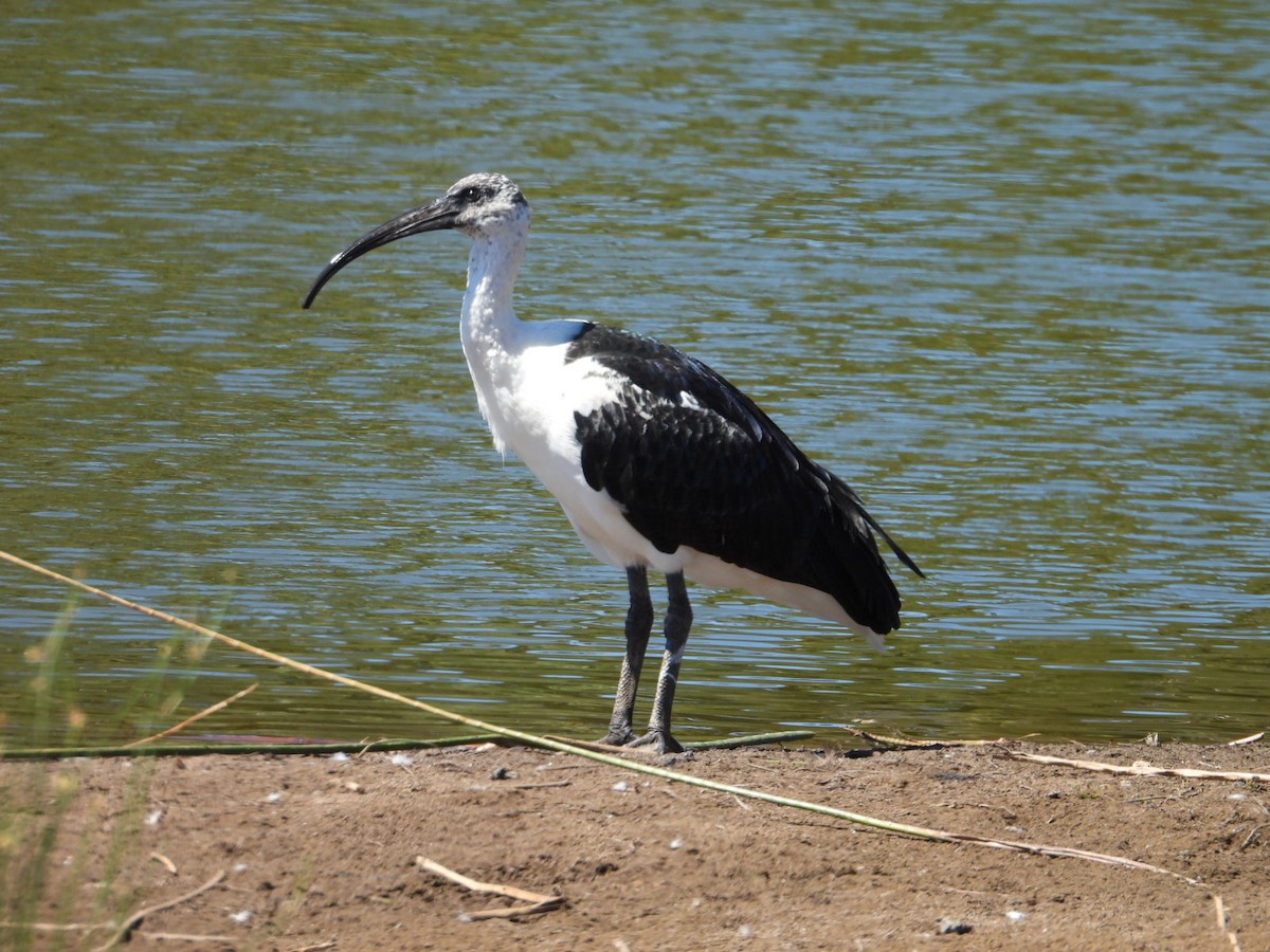 Australian x Straw-necked Ibis (hybrid) - eBird