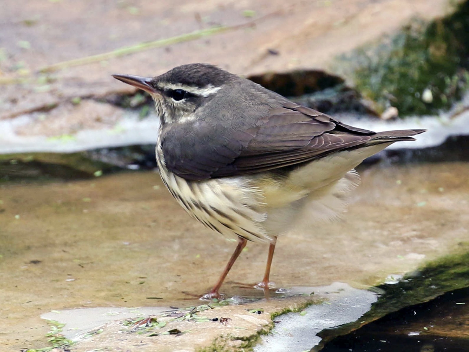 Louisiana Waterthrush - eBird