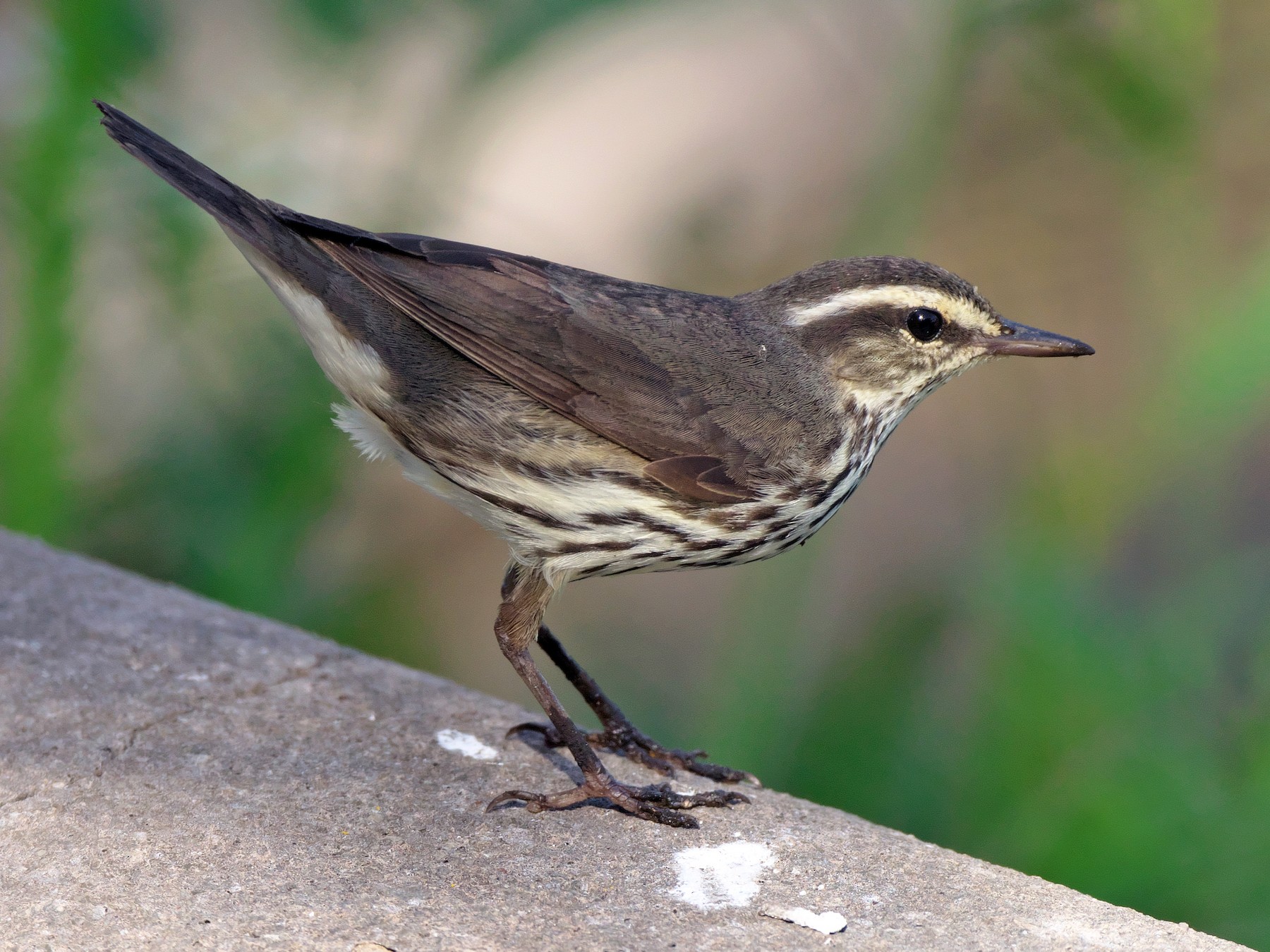 Northern Waterthrush - eBird