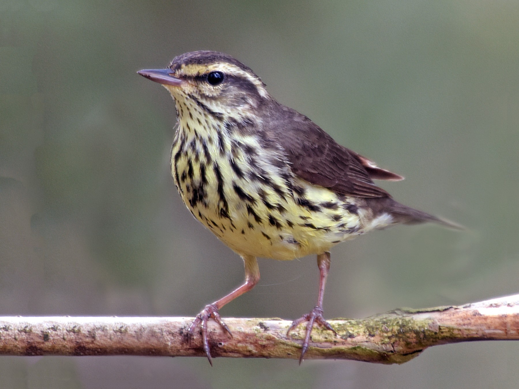 Northern Waterthrush - Virginia Breeding Bird Atlas