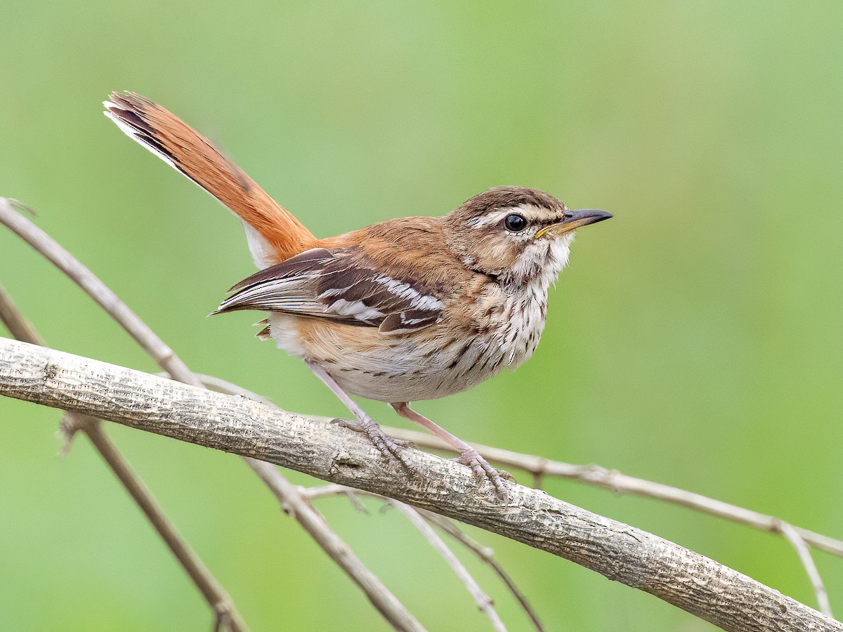 White-browed Scrub-Robin - Cercotrichas leucophrys - Birds of the World