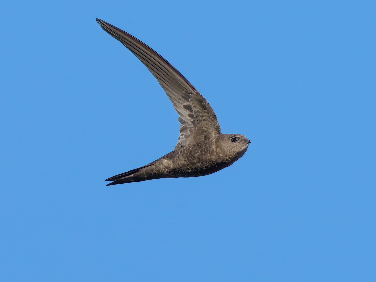 Plain Swift - Apus unicolor - Birds of the World