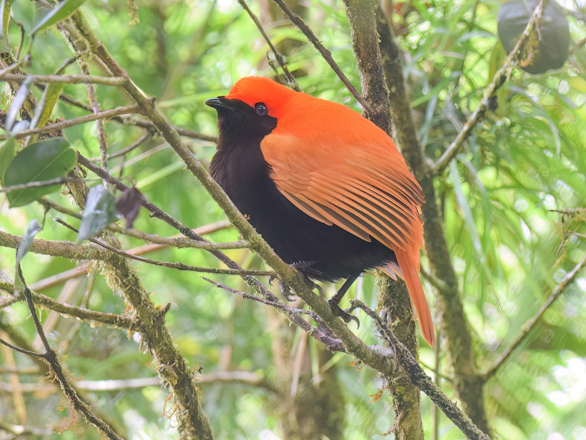 Crested Satinbird - Cnemophilus macgregorii - Birds of the World