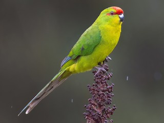 New Caledonian Parakeet - eBird