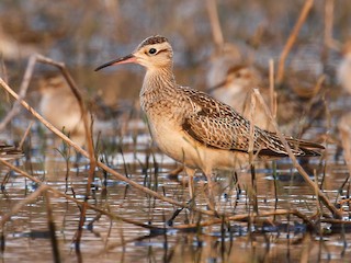 Little Curlew - Numenius minutus - Birds of the World