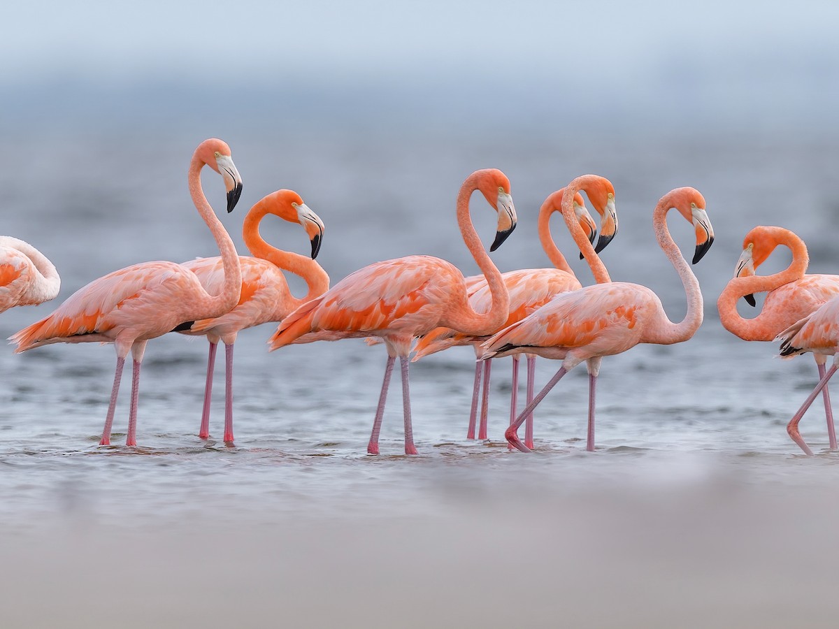 American Flamingo - Phoenicopterus ruber - Birds of the World