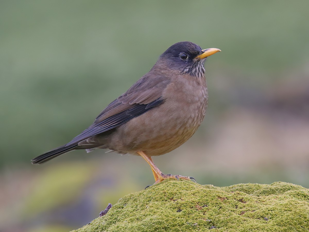 Austral Thrush - Turdus falcklandii - Birds of the World