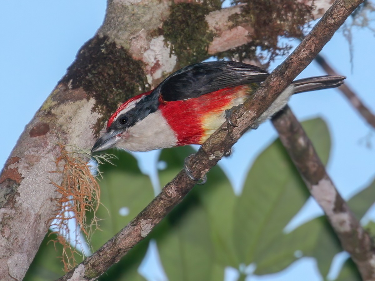 Sira Barbet - Capito fitzpatricki - Birds of the World