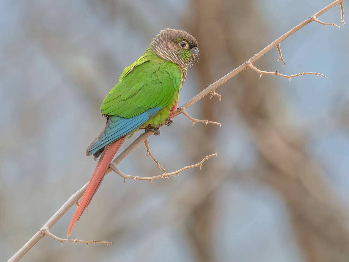 Green-cheeked Parakeet - Pyrrhura molinae - Birds of the World