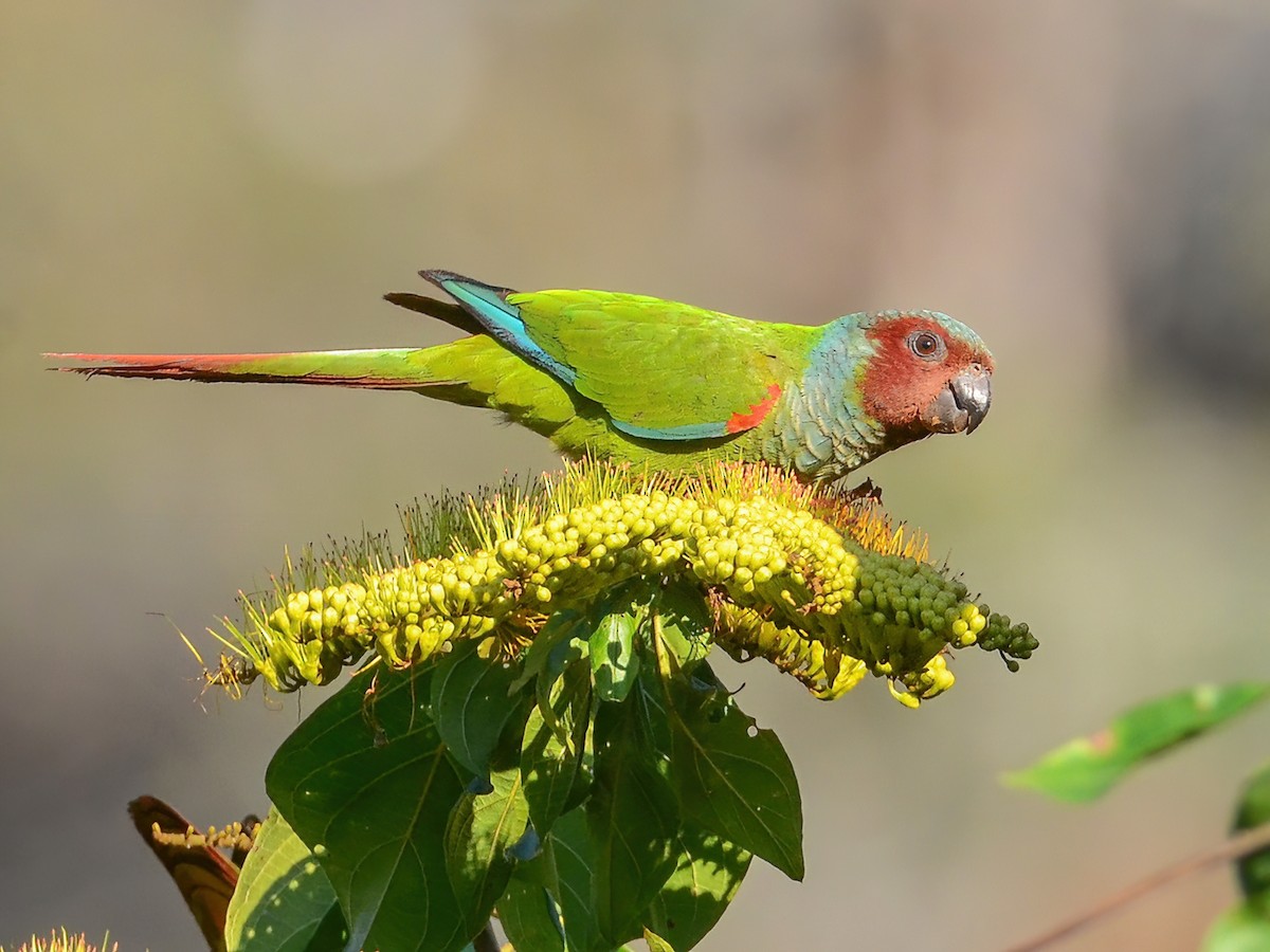 Pfrimer's Parakeet - Pyrrhura pfrimeri - Birds of the World
