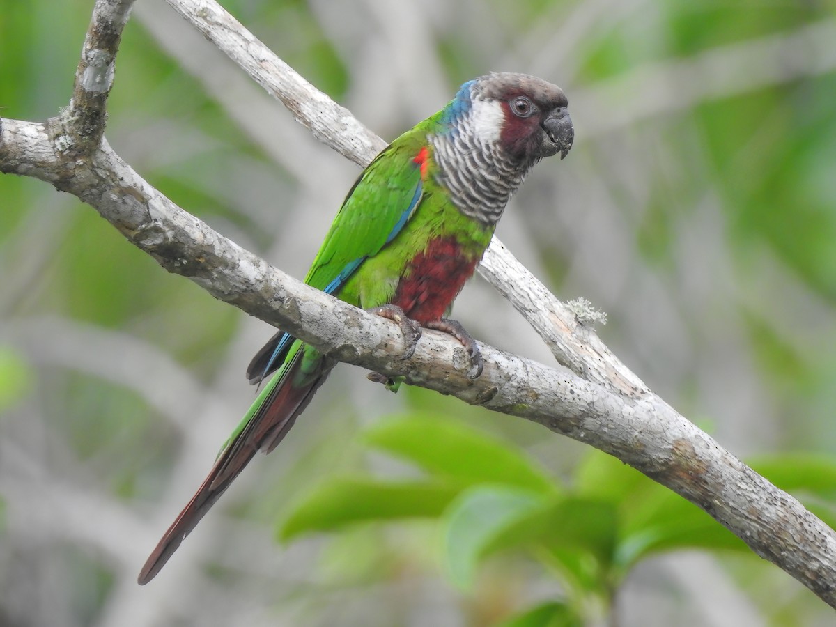 Gray-breasted Parakeet - Pyrrhura griseipectus - Birds of the World