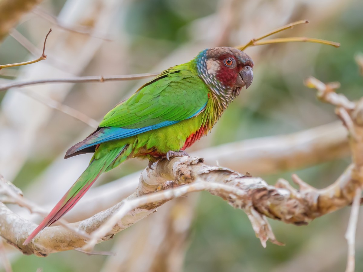 Maroon-faced Parakeet - Pyrrhura leucotis - Birds of the World