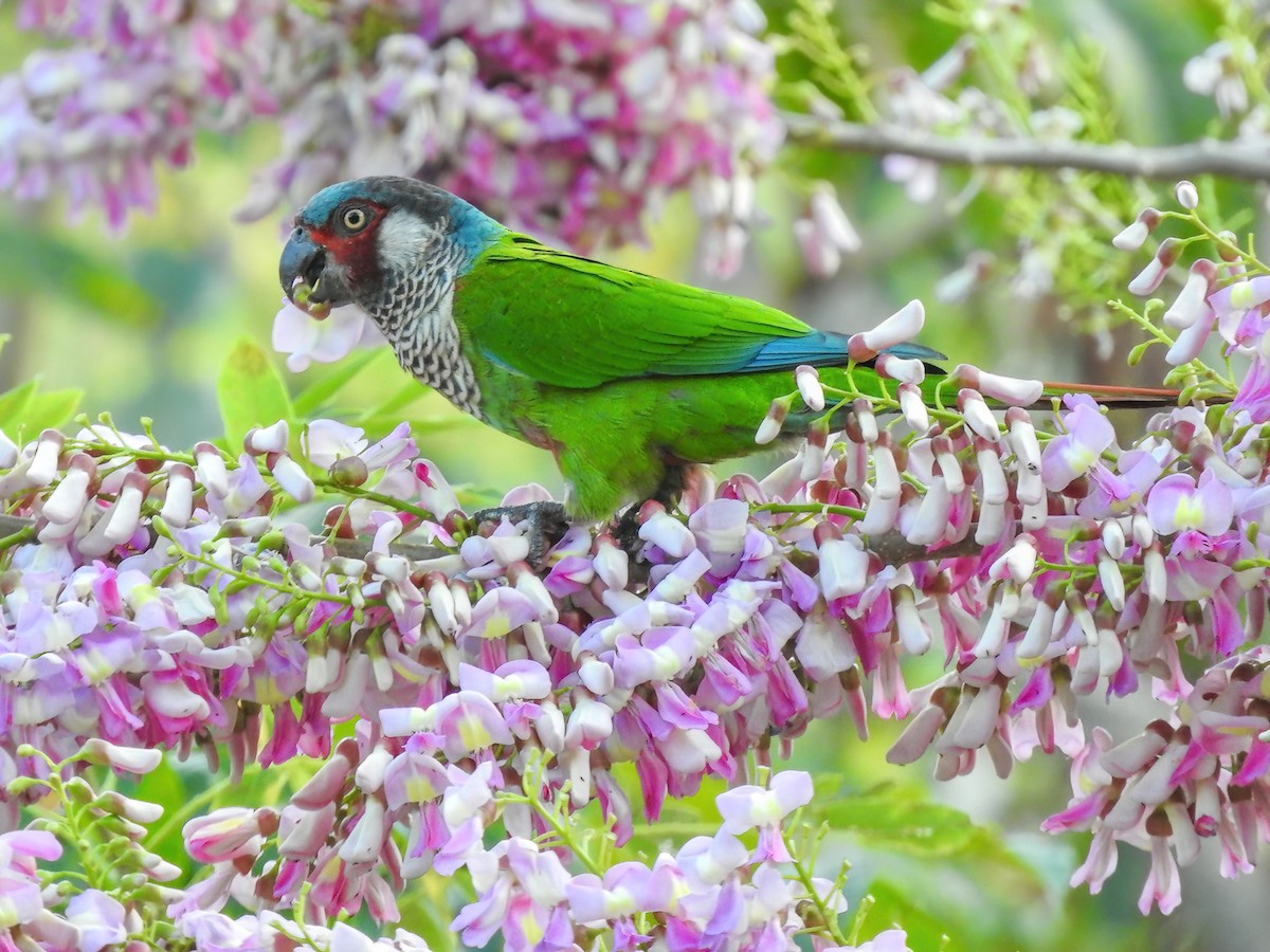 Painted Parakeet - Pyrrhura picta - Birds of the World