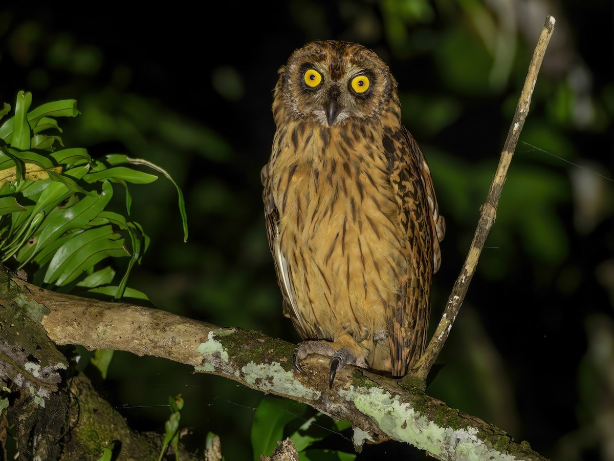 Fearful Owl - Asio solomonensis - Birds of the World