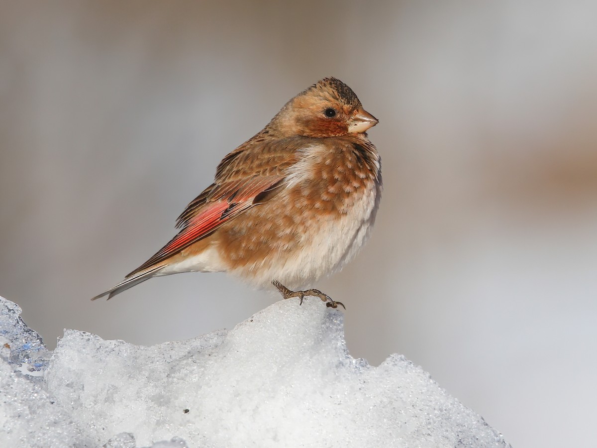 Crimson-winged Finch - Rhodopechys sanguineus - Birds of the World
