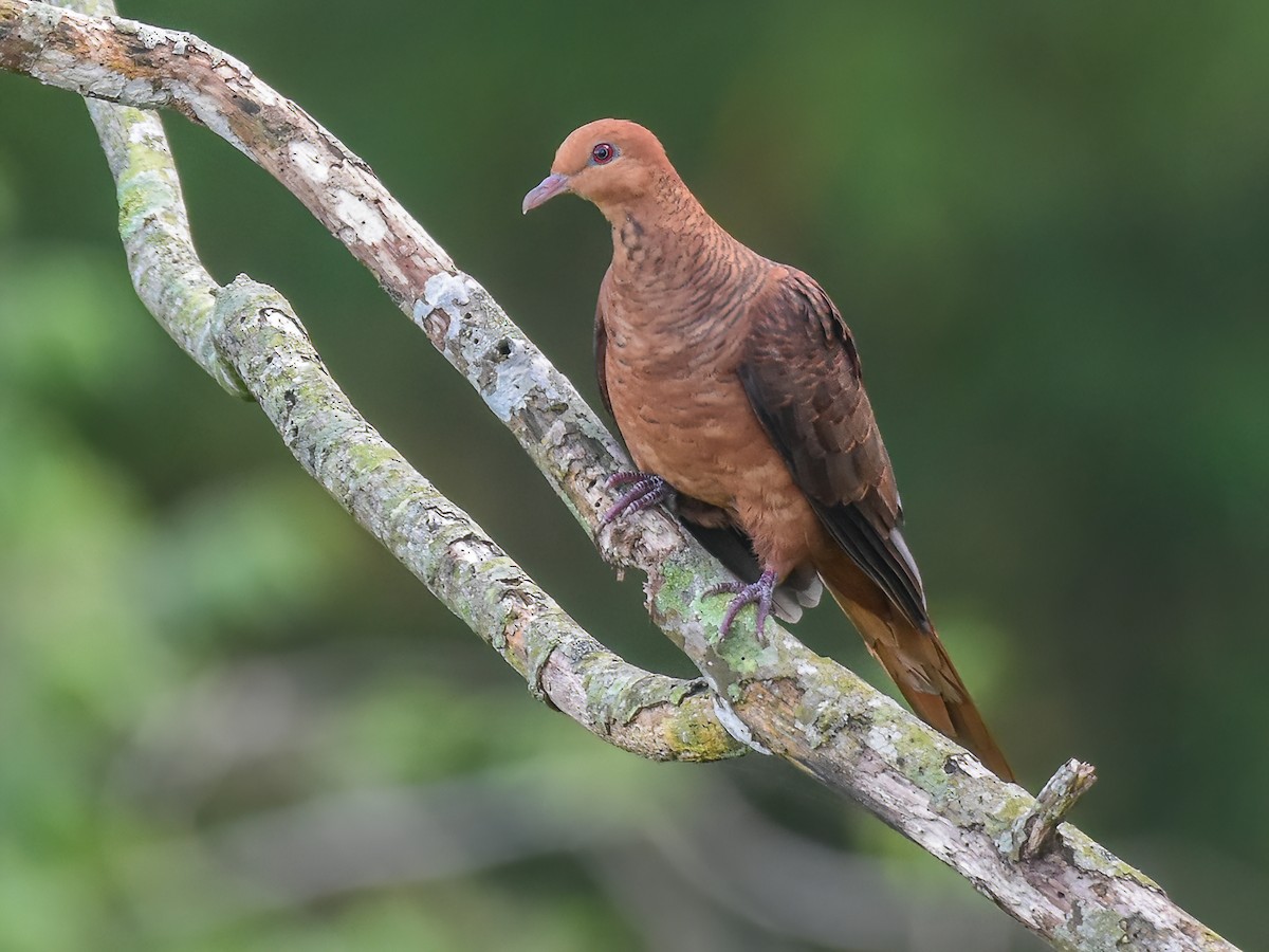 Ruddy Cuckoo-Dove - Macropygia emiliana - Birds of the World