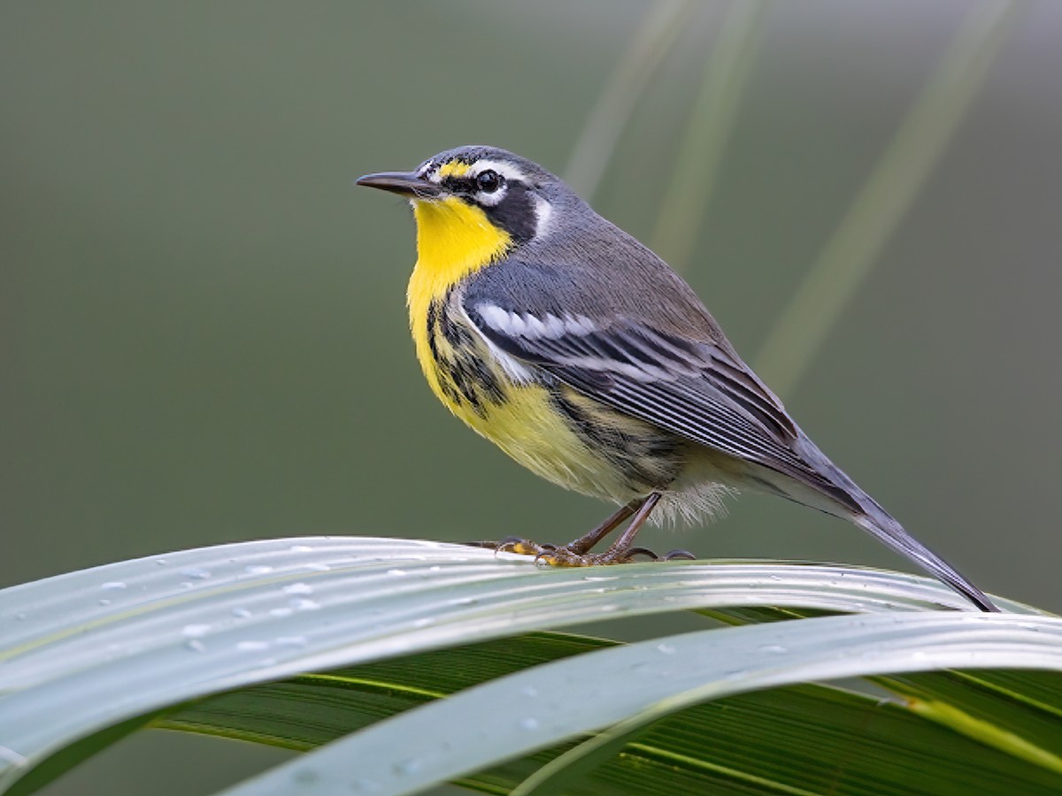 Bahama Warbler - Setophaga flavescens - Birds of the World
