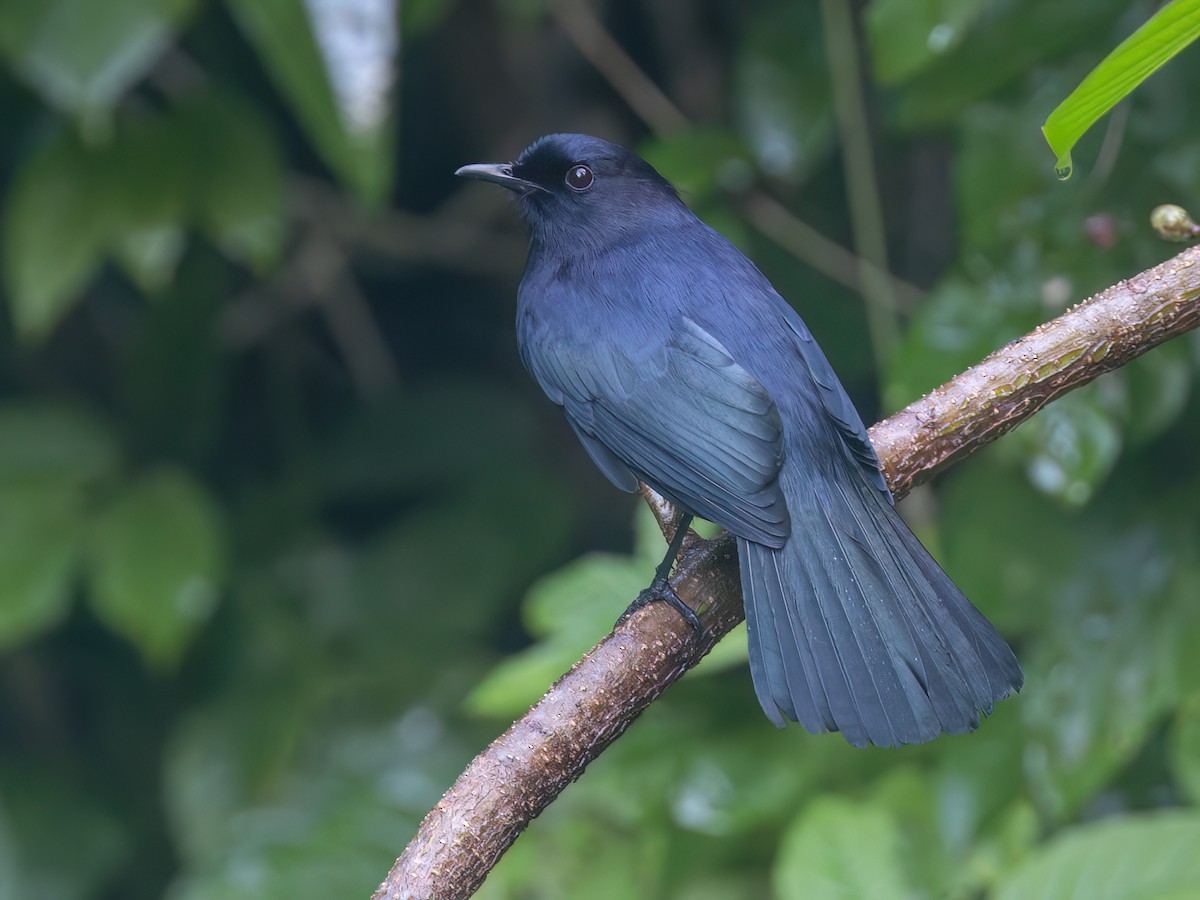 Black Catbird - Melanoptila glabrirostris - Birds of the World