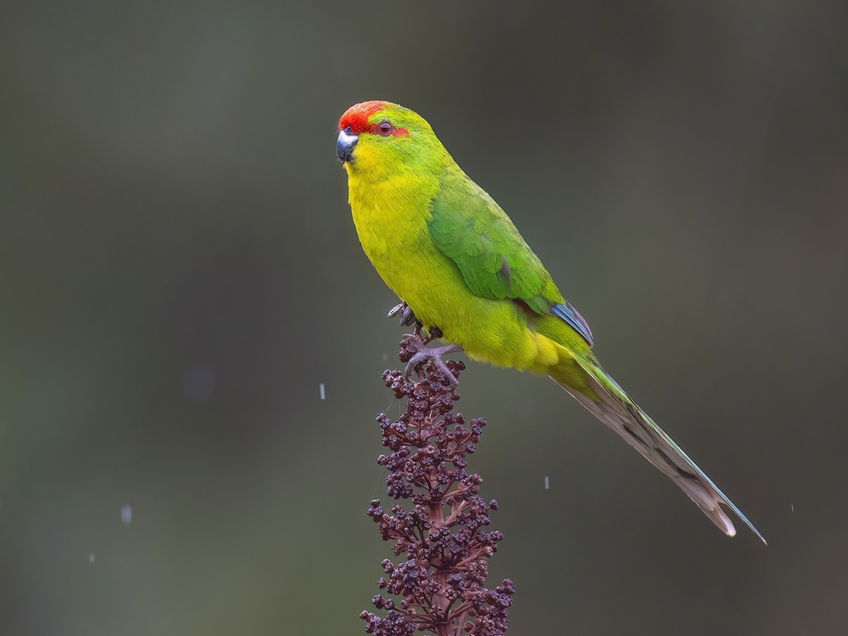 New Caledonian Parakeet - Cyanoramphus saisseti - Birds of the World