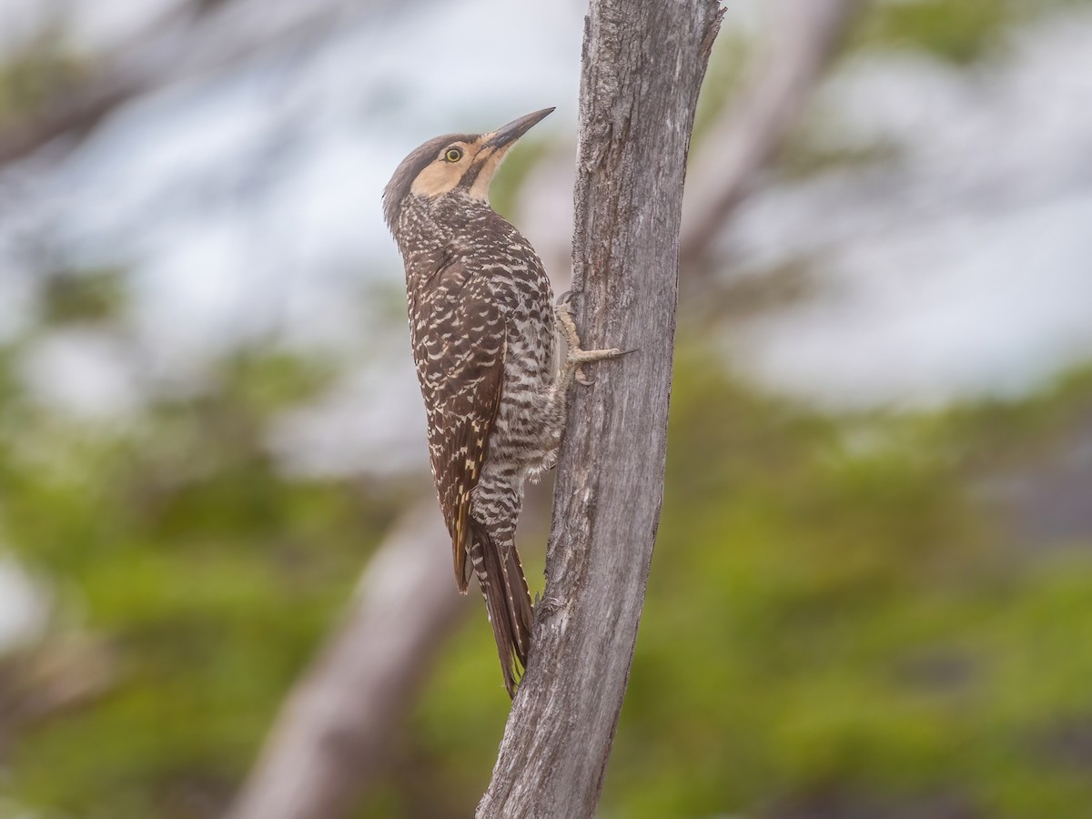 Chilean Flicker - Colaptes pitius - Birds of the World