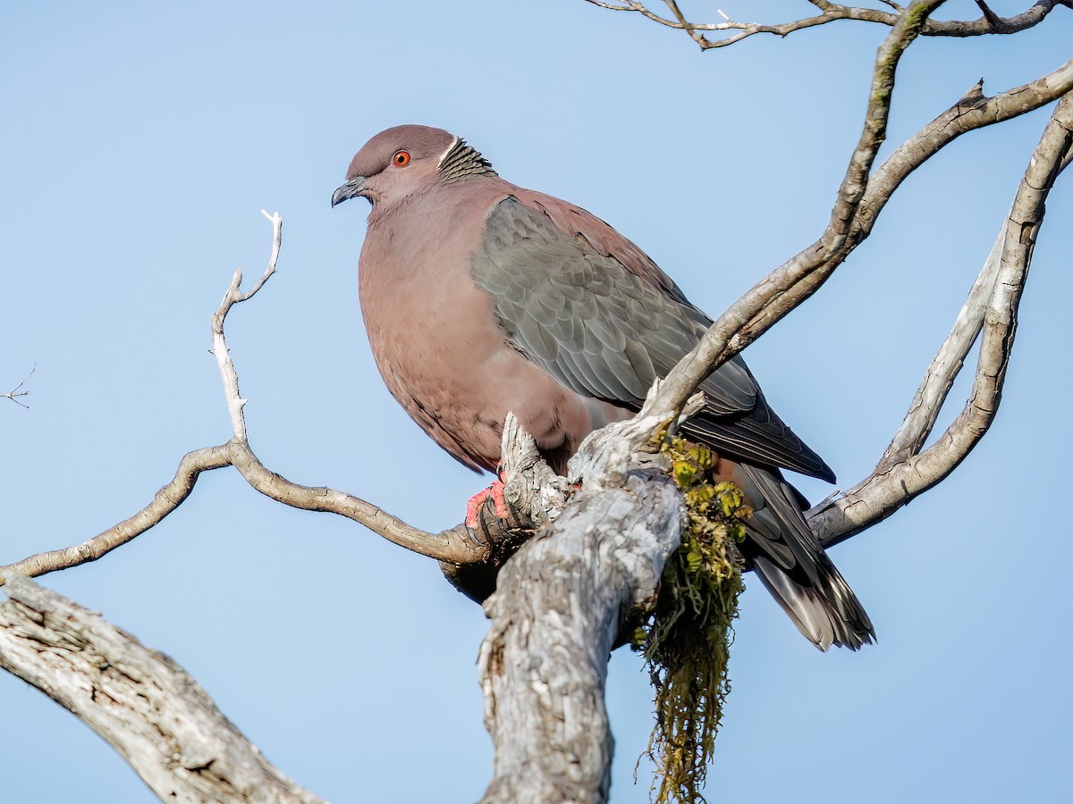 Chilean Pigeon - Patagioenas araucana - Birds of the World