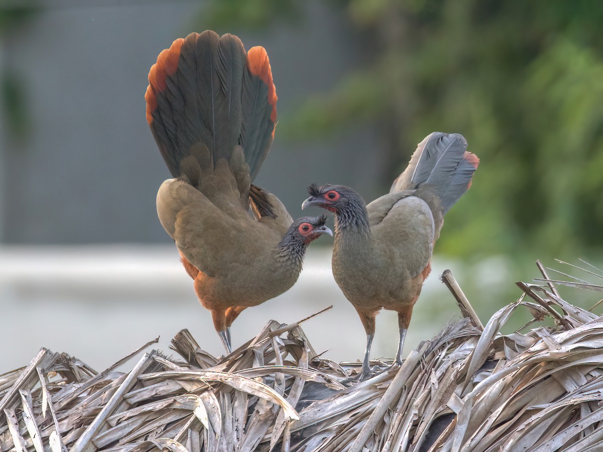 Rufous-bellied Chachalaca - Ortalis wagleri - Birds of the World