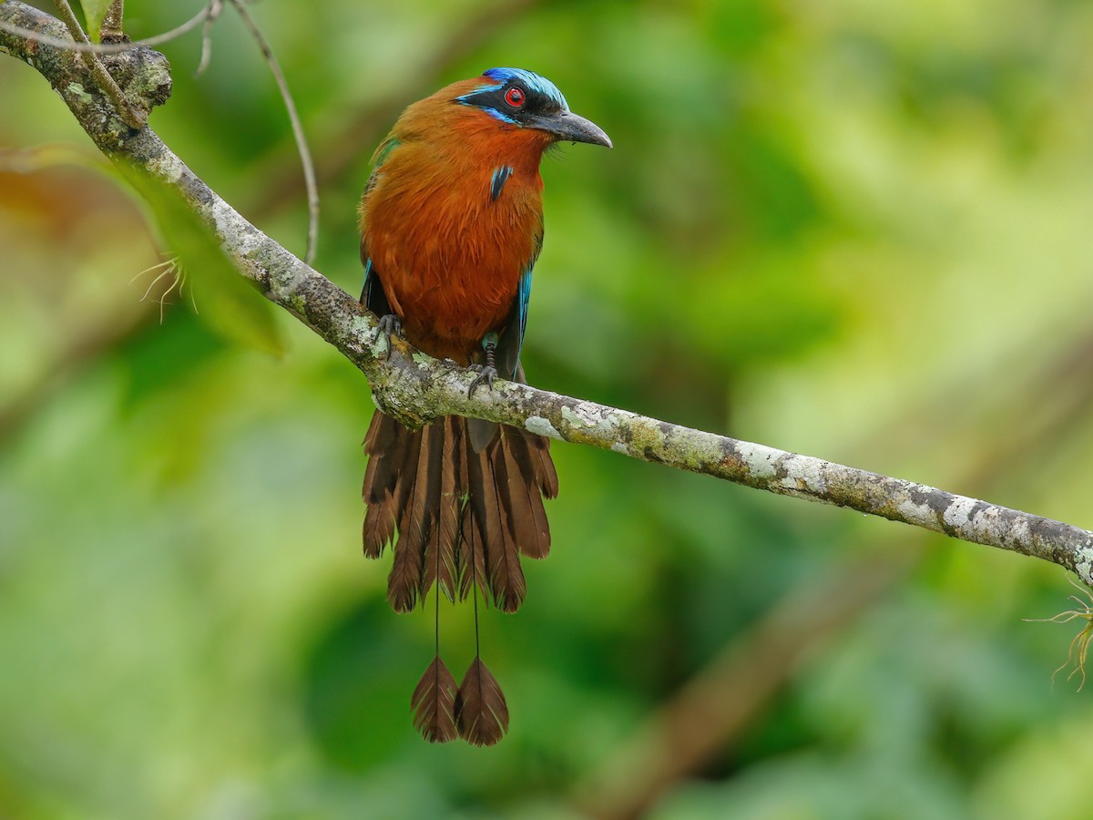 Trinidad Motmot - Momotus bahamensis - Birds of the World