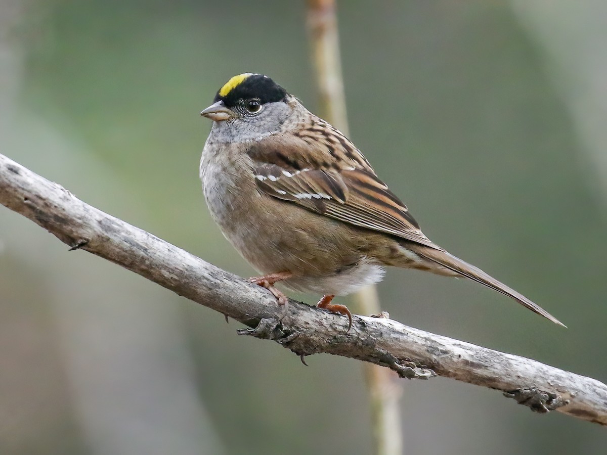 Golden-crowned Sparrow - Zonotrichia atricapilla - Birds of the World