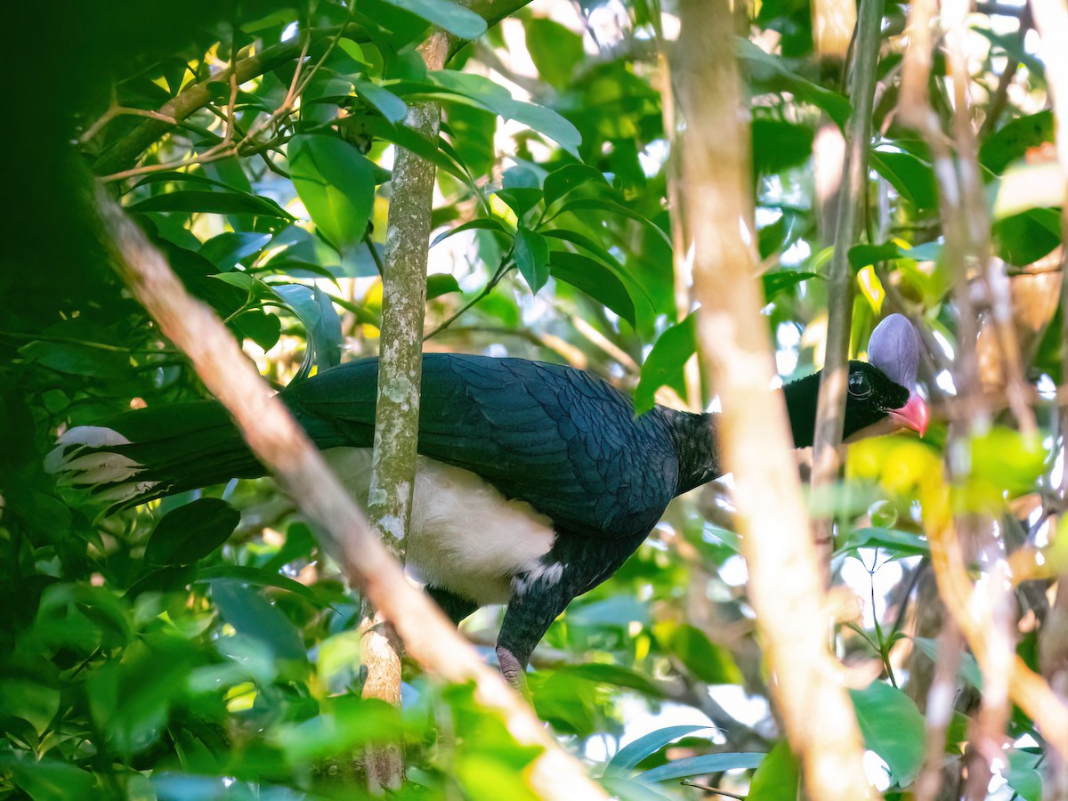 Helmeted Curassow - Pauxi pauxi - Birds of the World