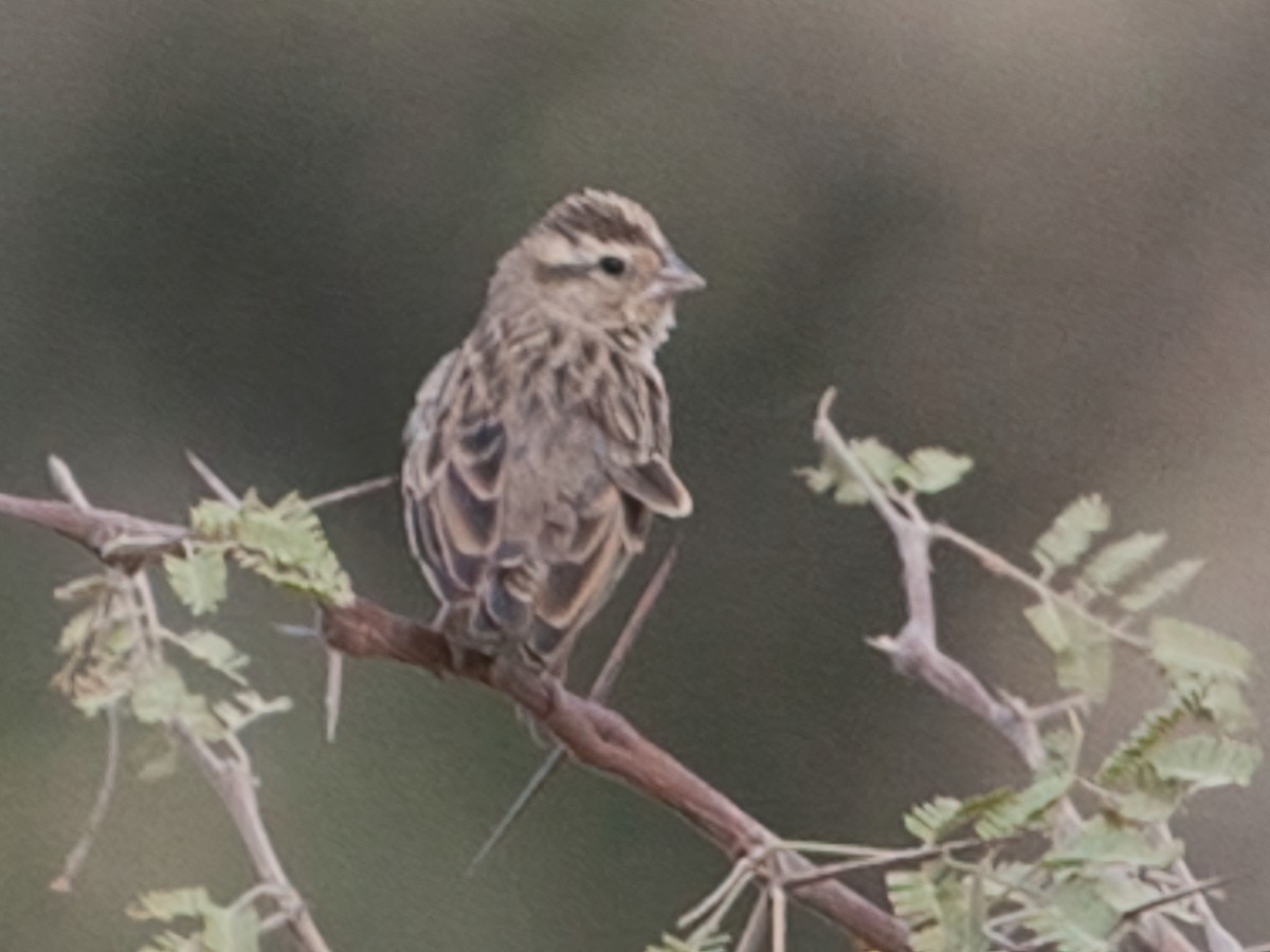 Jos Plateau Indigobird - Vidua maryae - Birds of the World