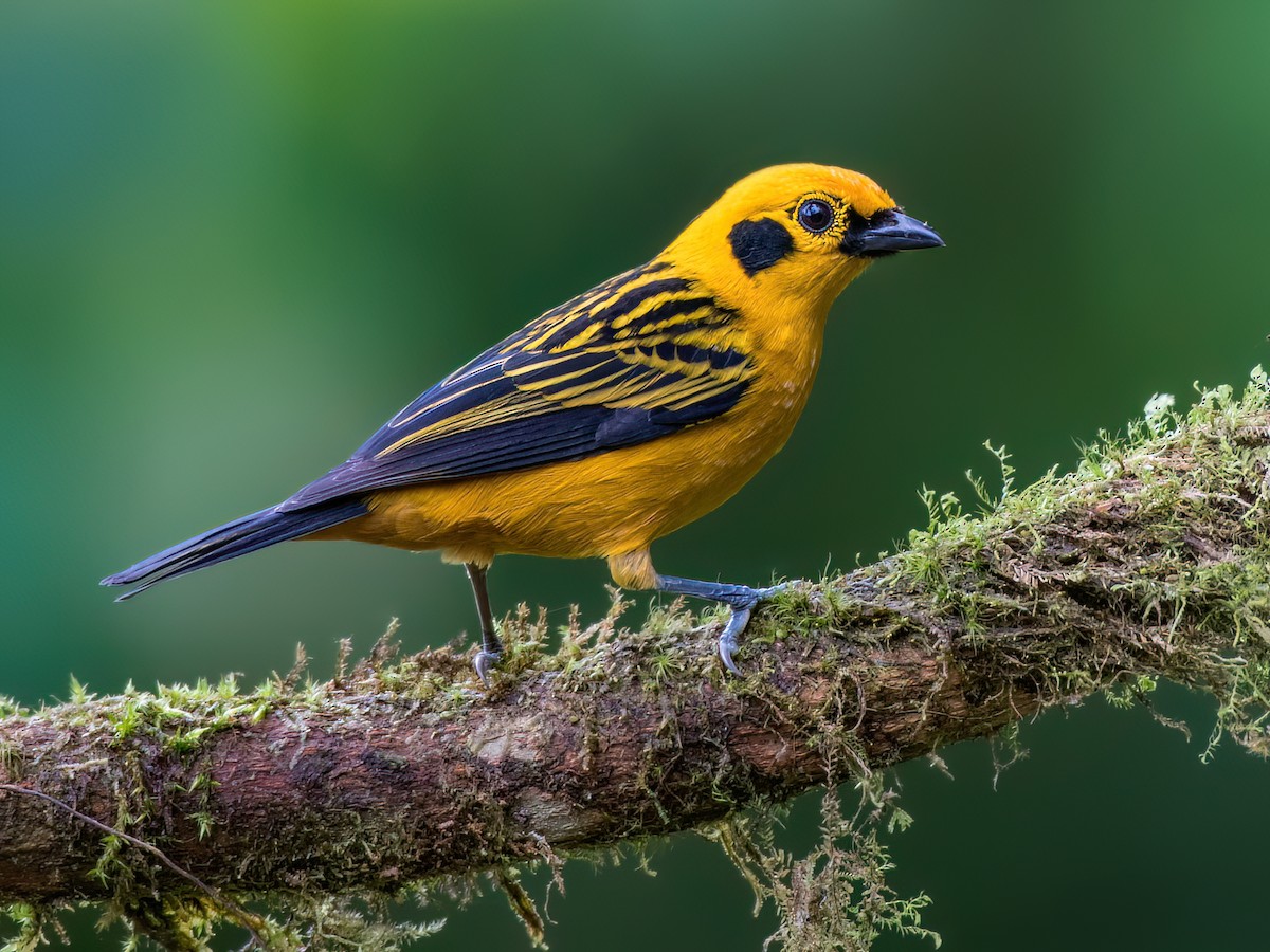 Golden Tanager - Tangara arthus - Birds of the World