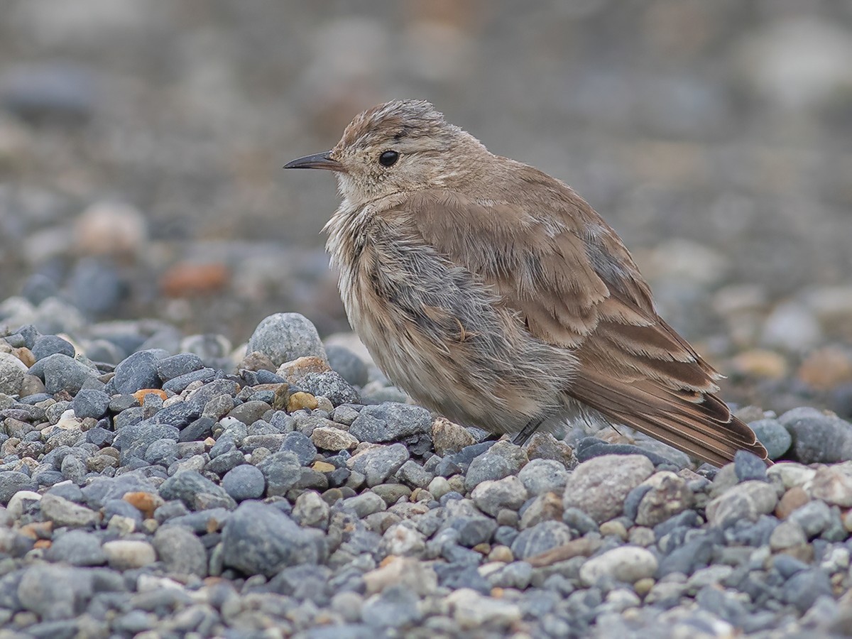 Short-billed Miner - Geositta antarctica - Birds of the World