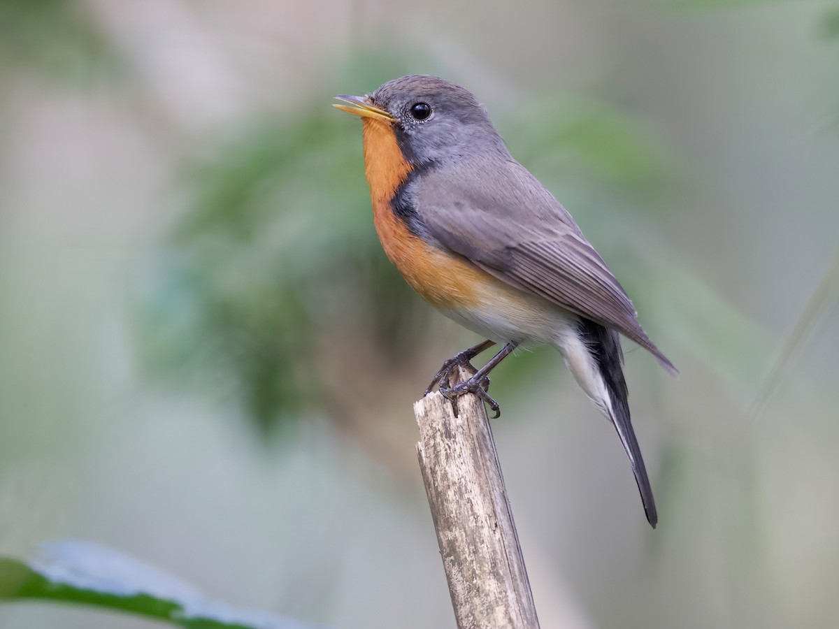 Kashmir Flycatcher - Ficedula subrubra - Birds of the World