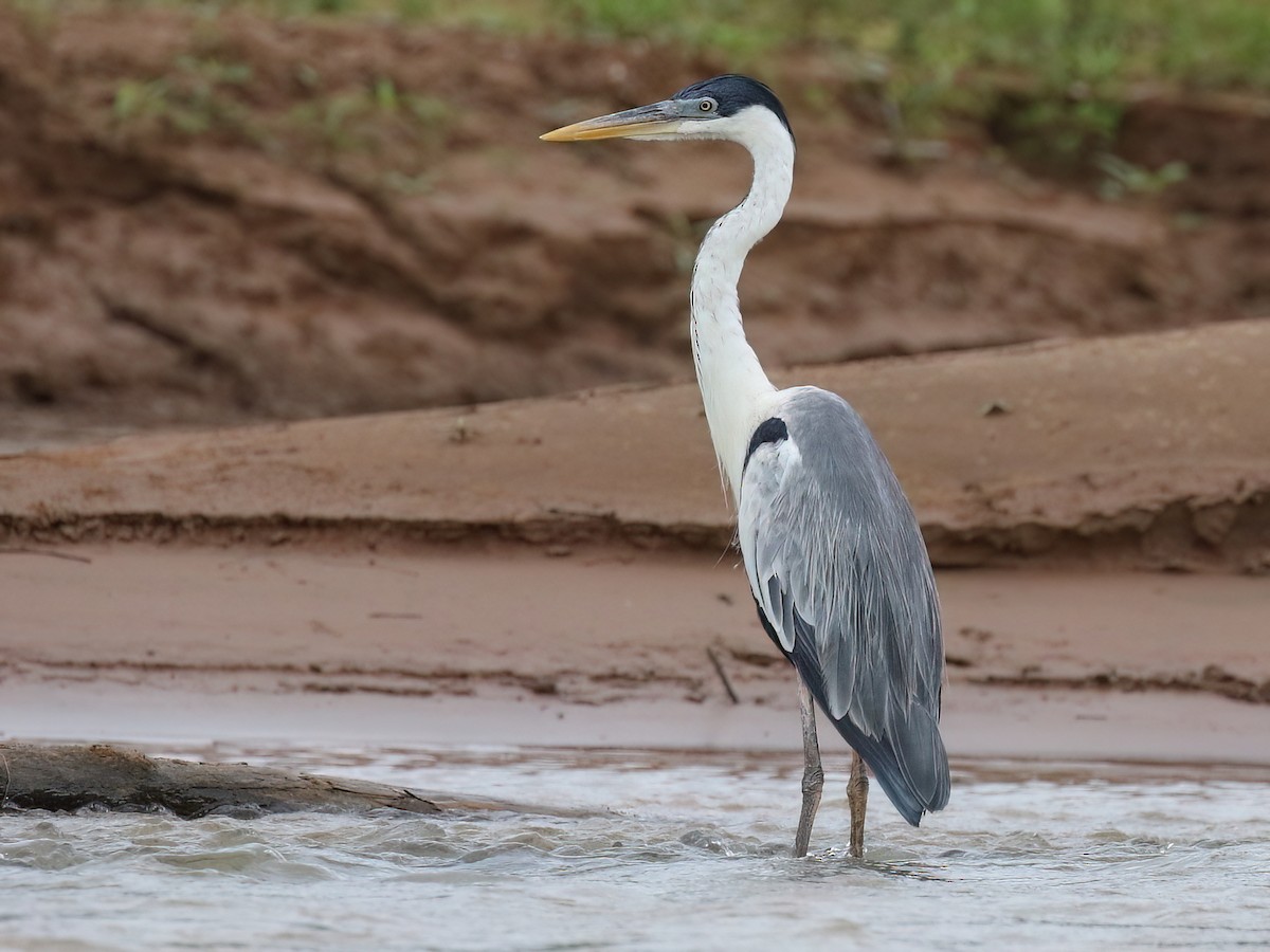 Cocoi Heron - Ardea cocoi - Birds of the World