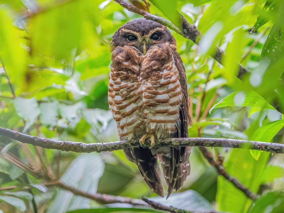 Band-bellied Owl - Pulsatrix melanota - Birds of the World
