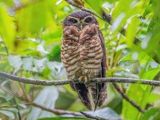Band-bellied Owl - Pulsatrix melanota - Birds of the World