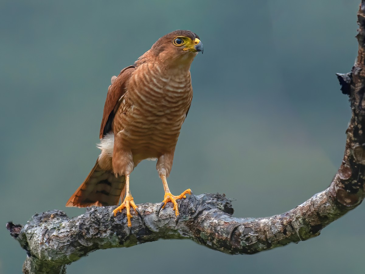 Tiny Hawk - Microspizias superciliosus - Birds of the World