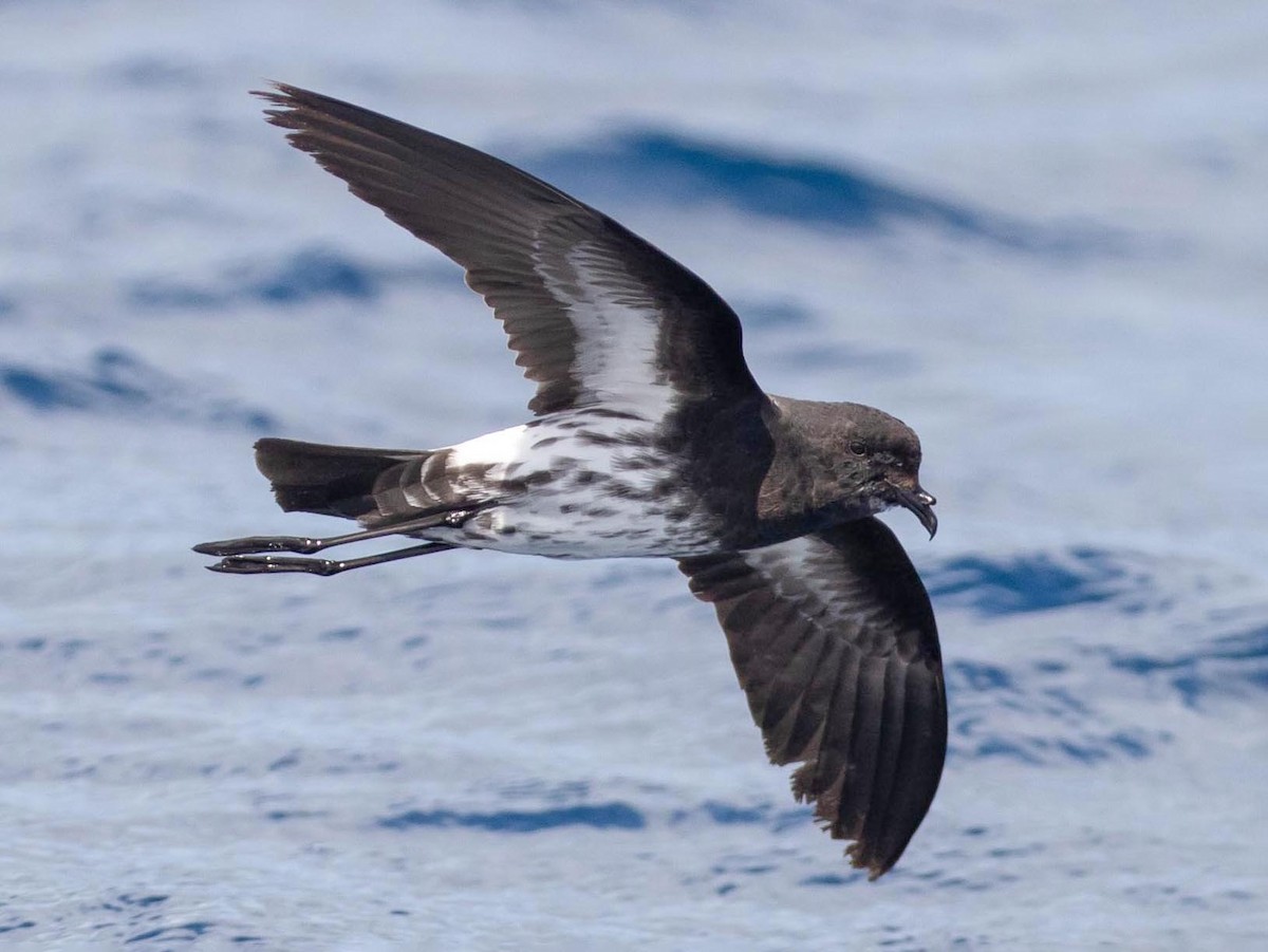 New Caledonian Storm-Petrel - Fregetta lineata - Birds of the World