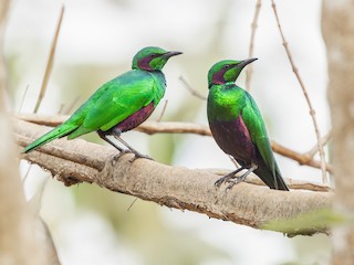 Emerald Starling - Lamprotornis iris - Birds of the World