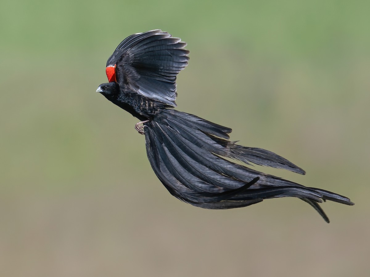 Long-tailed Widowbird - Euplectes progne - Birds of the World