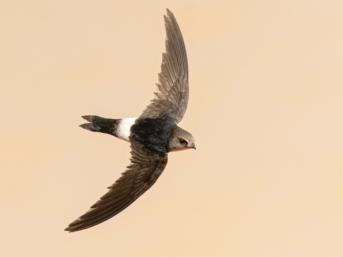 Horus Swift - Apus horus - Birds of the World