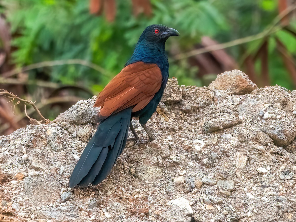 Greater Coucal - Centropus sinensis - Birds of the World