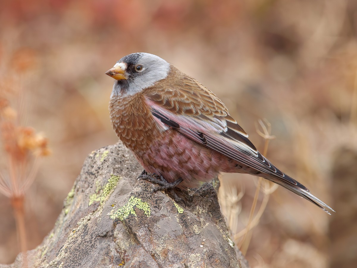 Gray-crowned Rosy-Finch - Leucosticte tephrocotis - Birds of the World