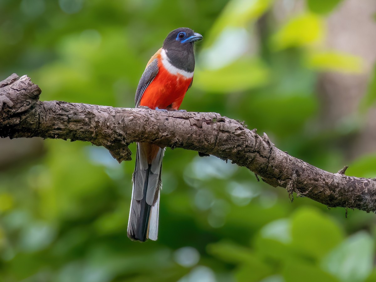 Malabar Trogon - Harpactes fasciatus - Birds of the World