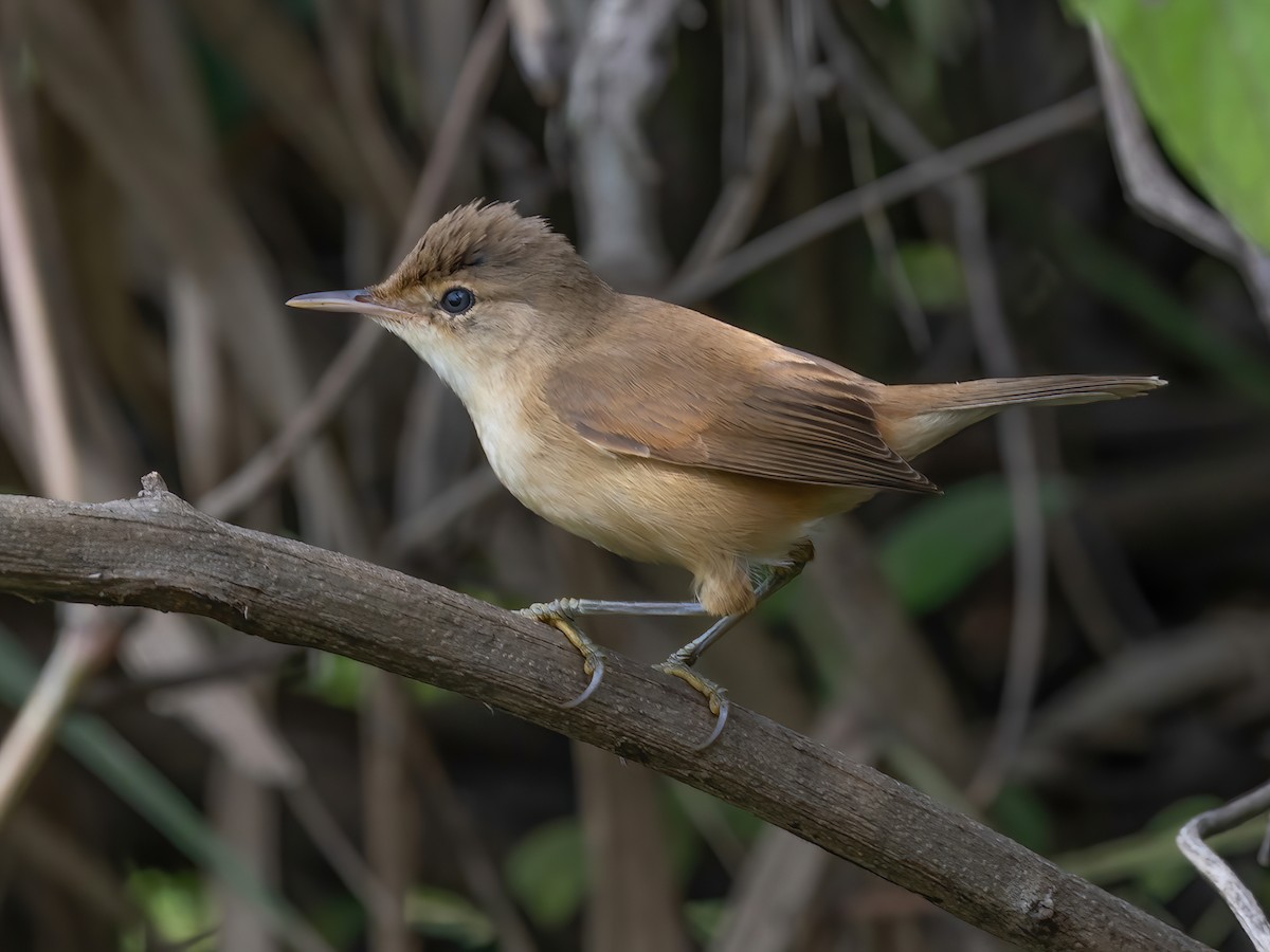 Common Reed Warbler - Acrocephalus scirpaceus - Birds of the World