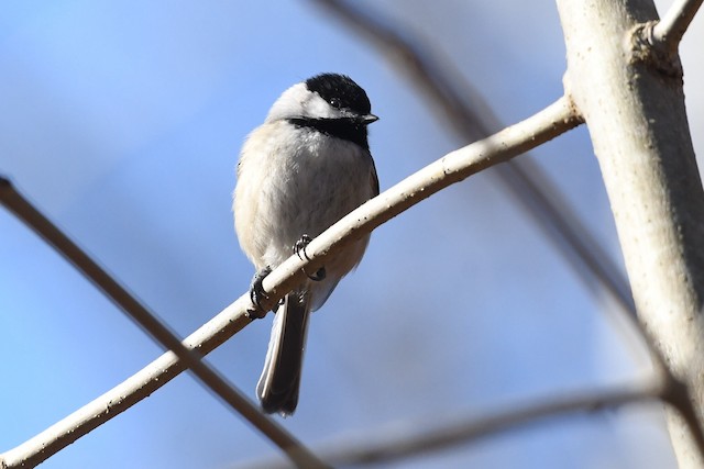Pennsylvania Bird Atlas - Discover a new world of birding...