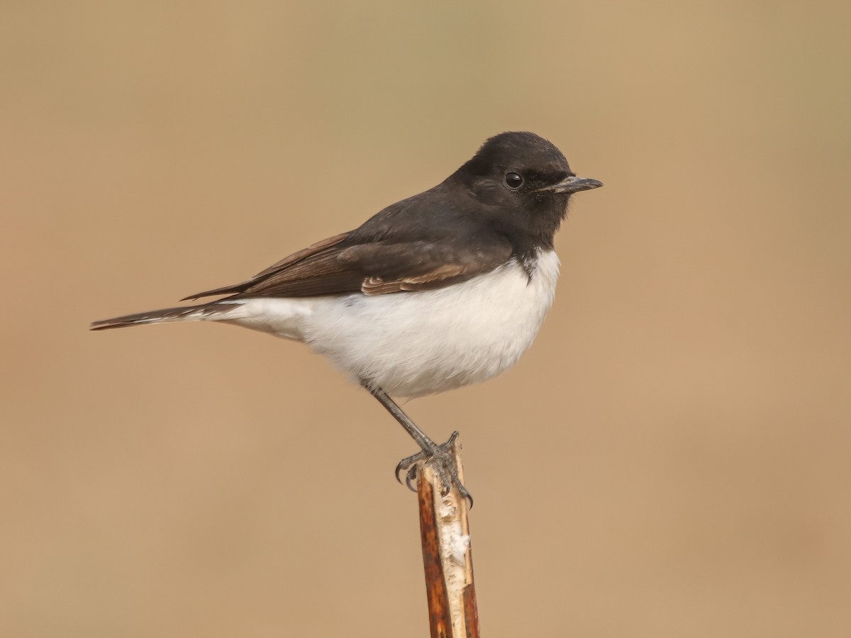 Variable Wheatear - Oenanthe picata - Birds of the World