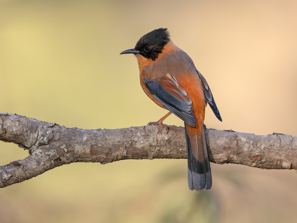 Rufous Sibia - Heterophasia capistrata - Birds of the World