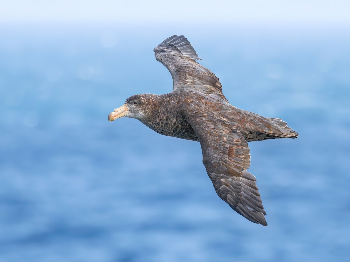Northern Giant-Petrel - Macronectes halli - Birds of the World