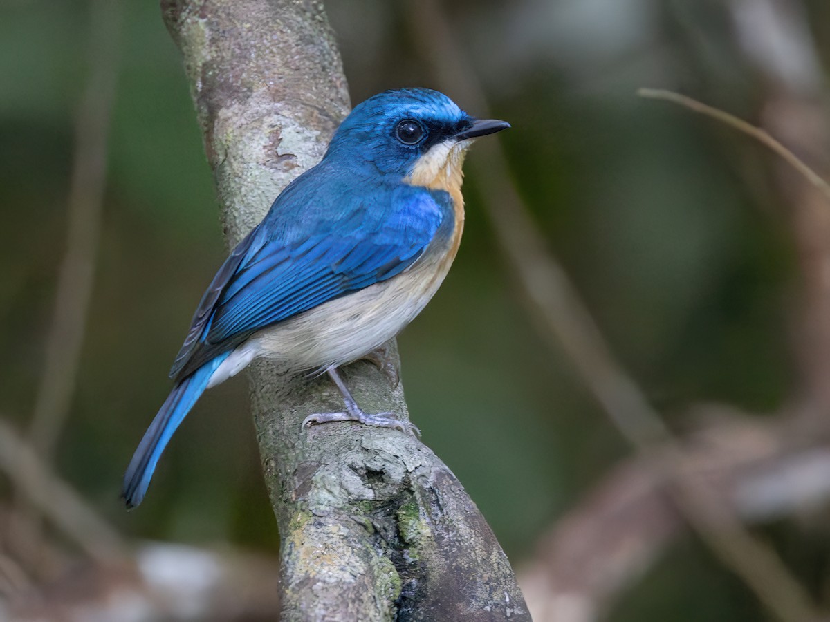 Malaysian Blue Flycatcher - Cyornis turcosus - Birds of the World